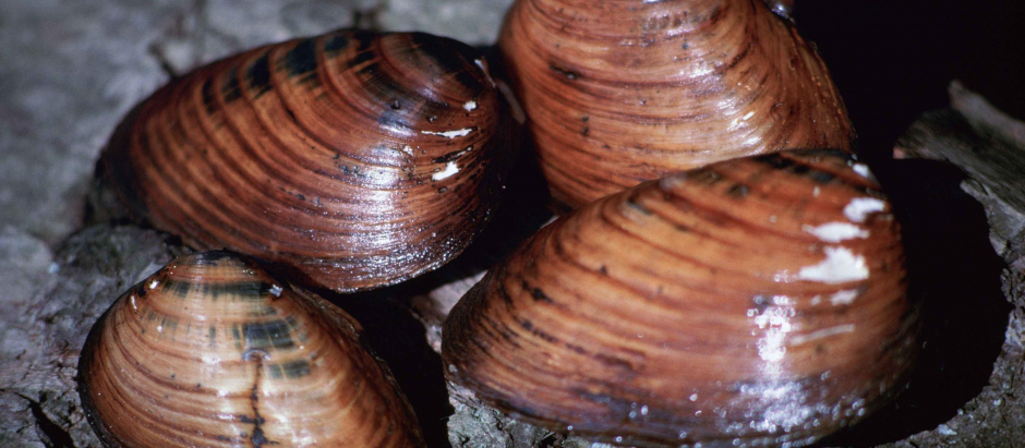 El mejillón cebra, uno de los más peligrosos del planeta, invade España
