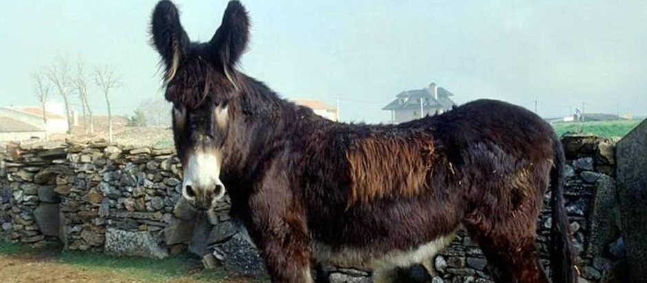 Lomo de asno, la nueva señal de la DGT que tiene nombre de asado argentino