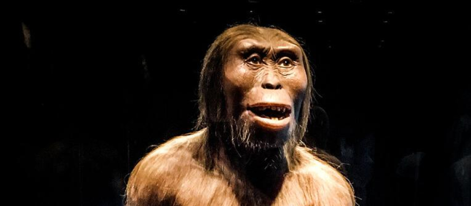 La homínida Lucy ya caminaba igual que nosotros hace tres millones de años