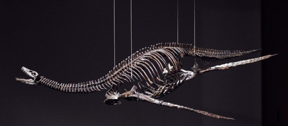 Sotheby's subasta dos esqueletos de dinosaurio: un reptil volador y un ...
