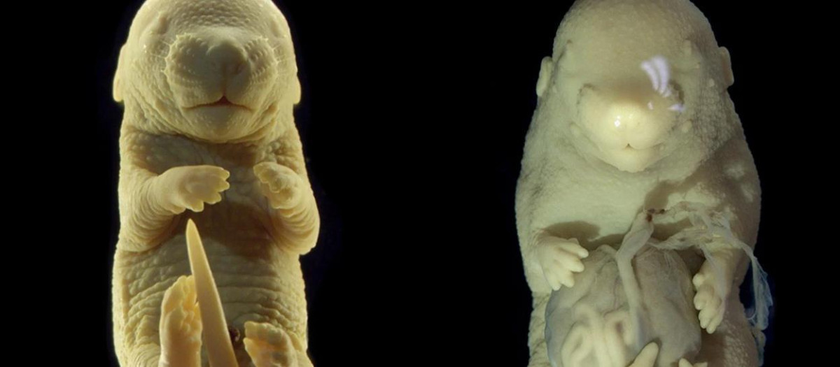 Un experimento de edición genética termina con un ratón de seis patas y ...