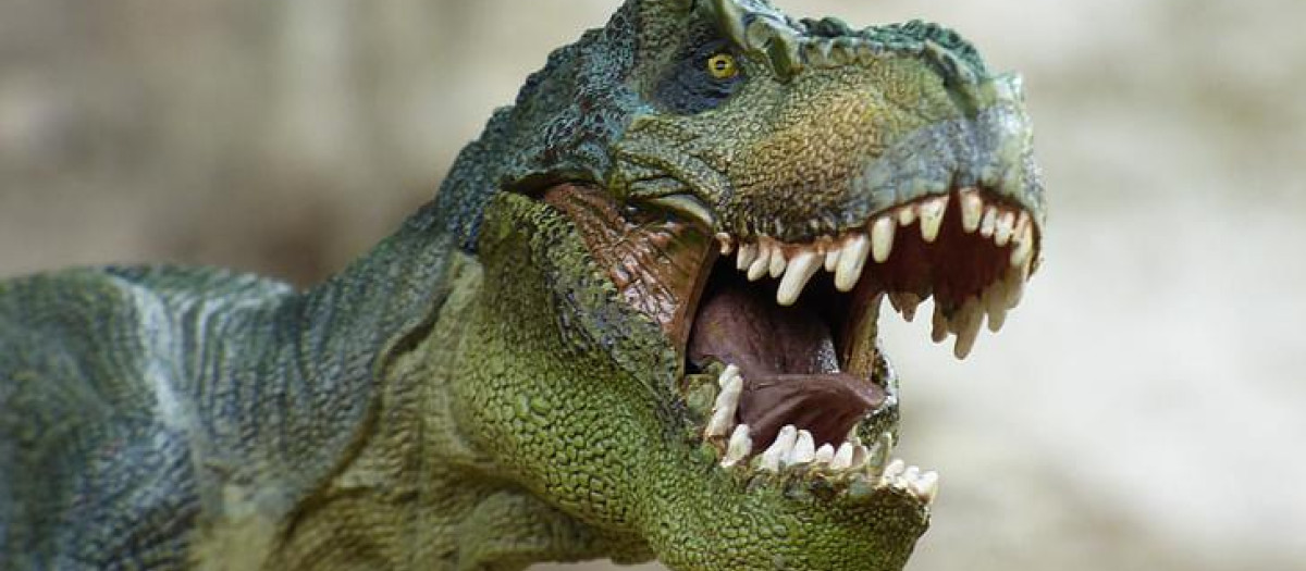 Dudas sobre la supuesta inteligencia del T-rex: su cerebro se parecía ...