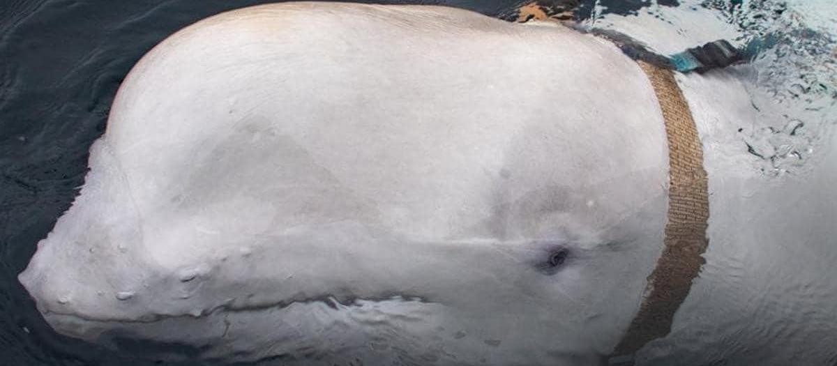 Hallan muerta cerca de Noruega a Hvaldimir, la «beluga espía» de la ...