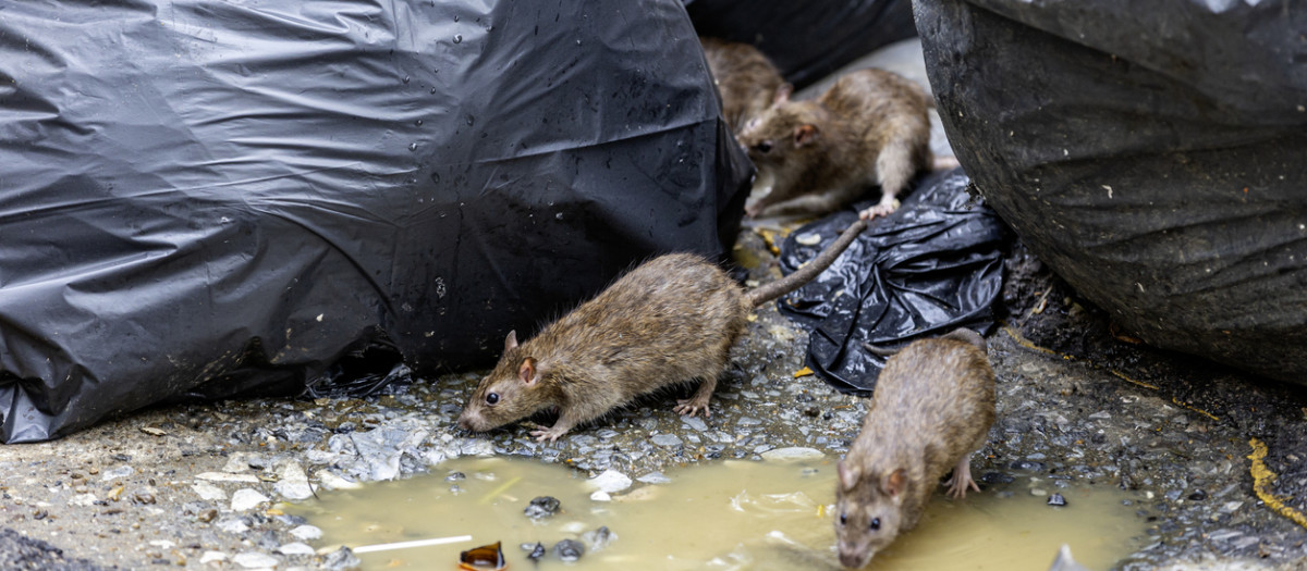 El motivo por el que las ratas se están apoderando de las ciudades por ...