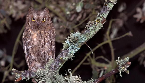 Los vecinos de Vigo descubren por fin quién causaba el extraño pitido ...