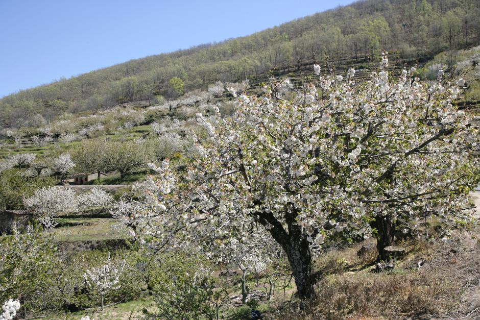Cerezos en flor: cinco paraísos españoles para verlos y cuándo visitarlos