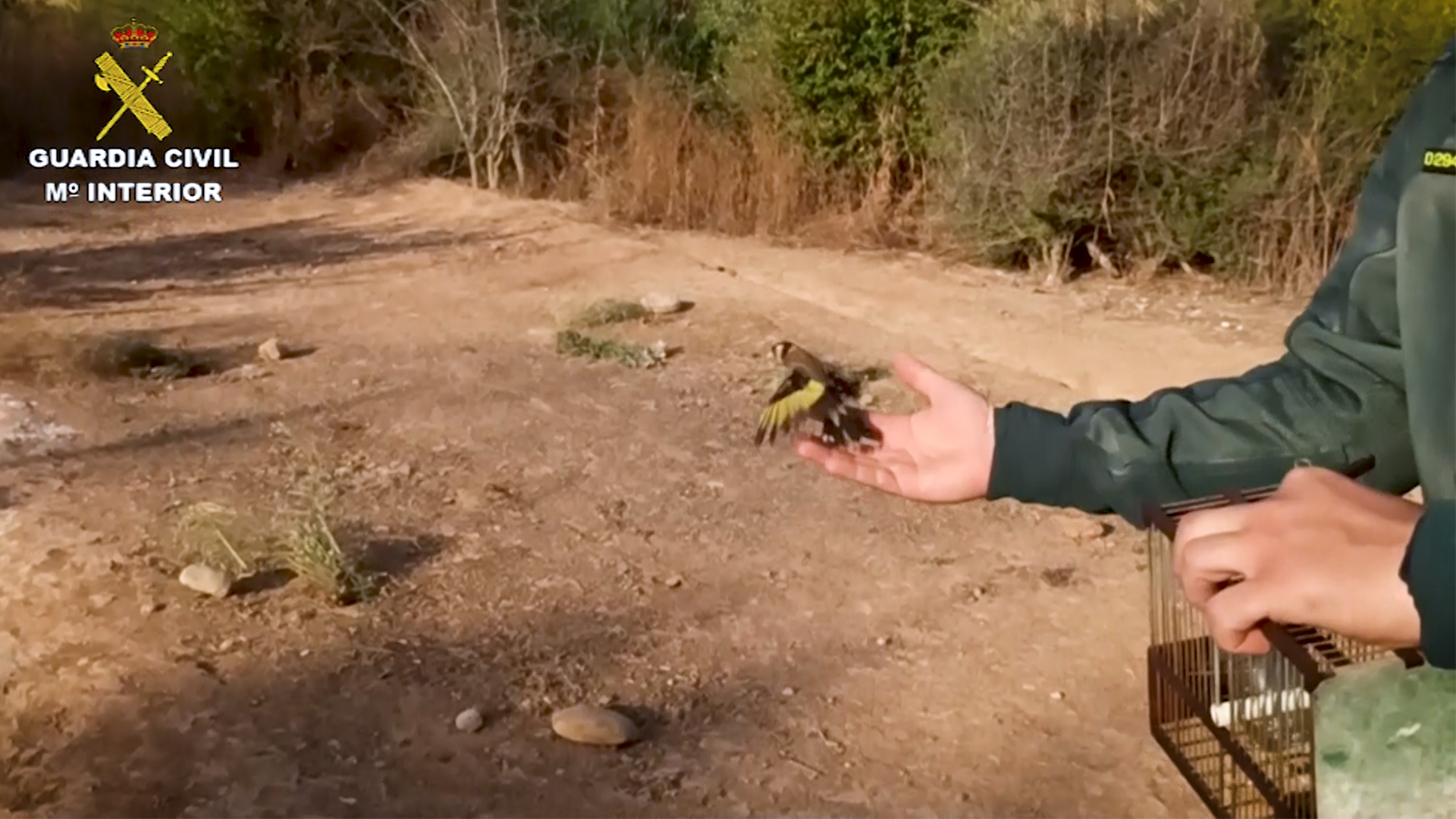 La Guardia Civil libera más de 270 aves capturadas ilegalmente en Valencia