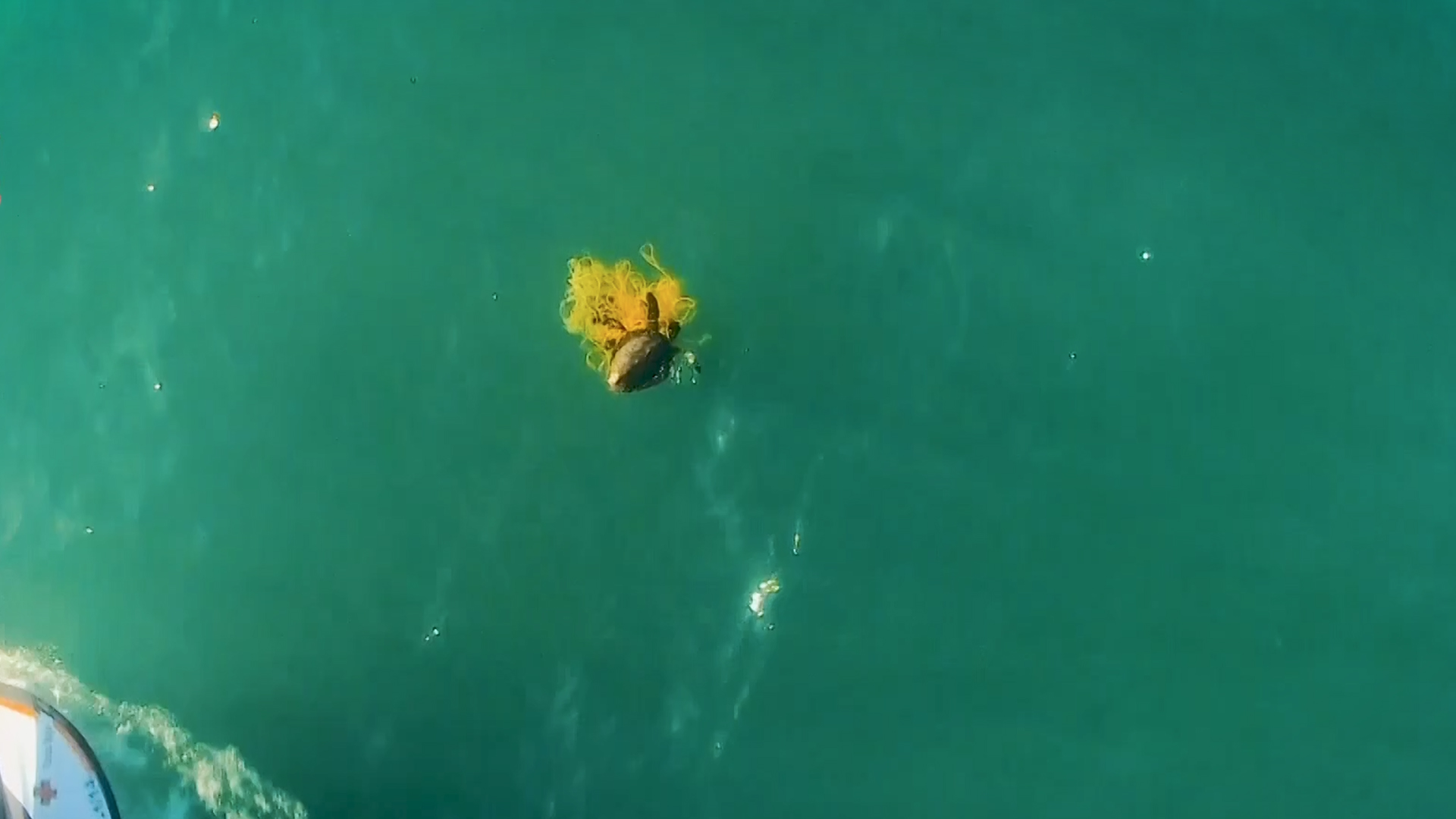 Un dron salva a una tortuga marina en peligro de extinción en Guardamar ...