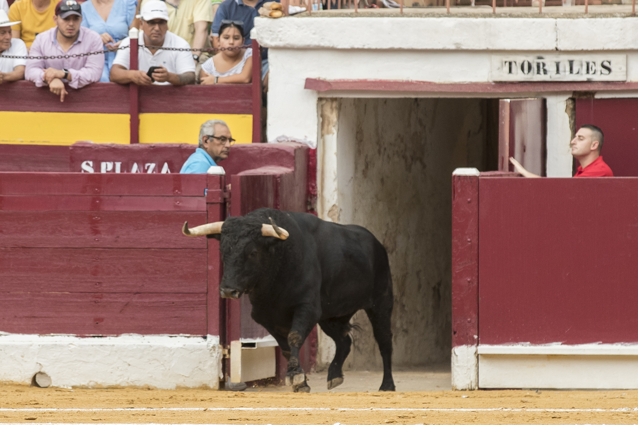Un toro mata a cornadas a un carnicero en la plaza de Murcia