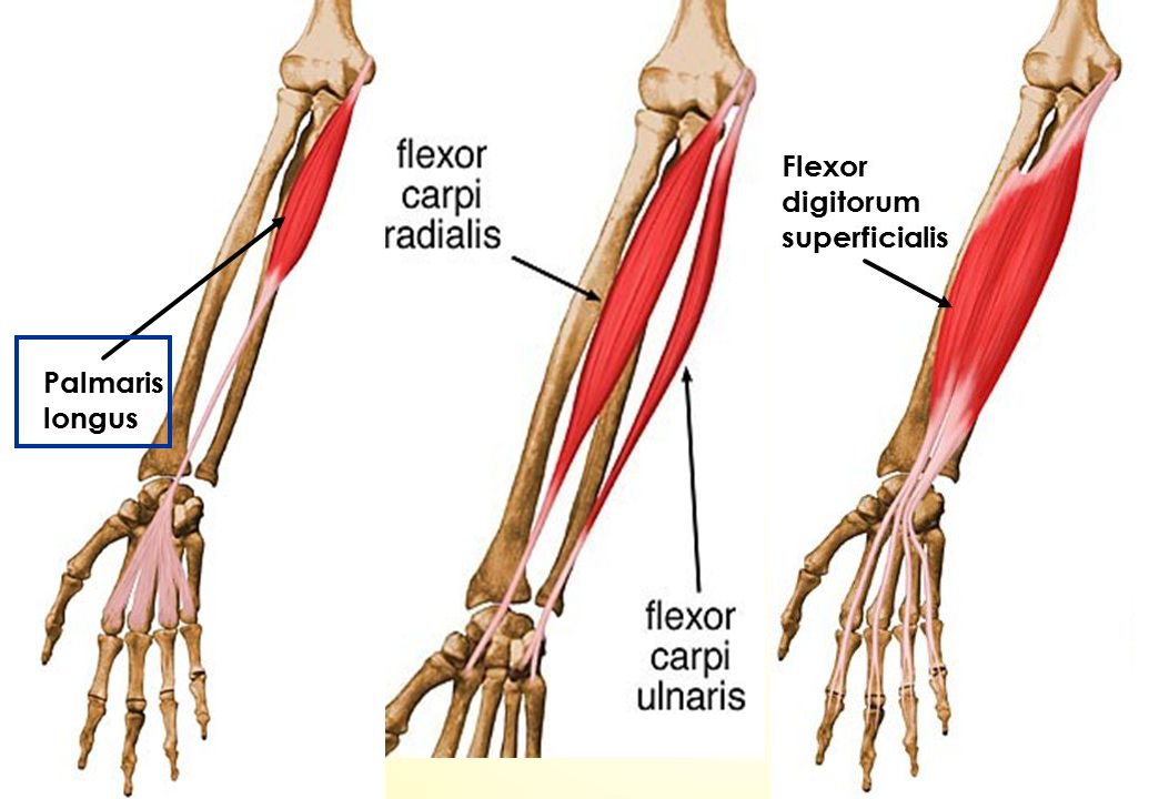 Este músculo está desapareciendo entre la sociedad, ¿cómo saber si lo ...