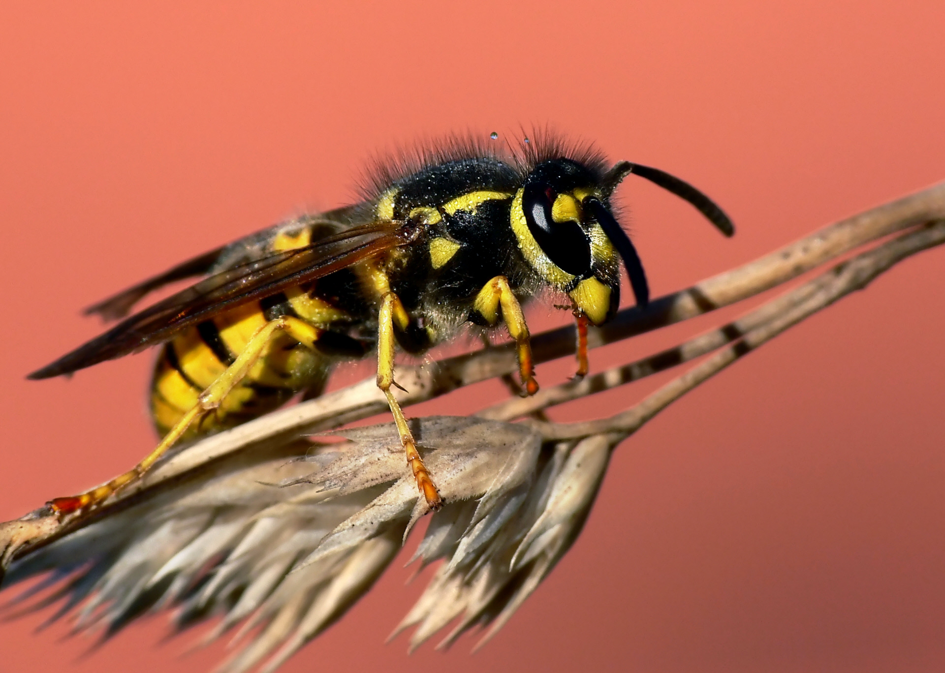 Las avispas macho emplean su pene como aguijón