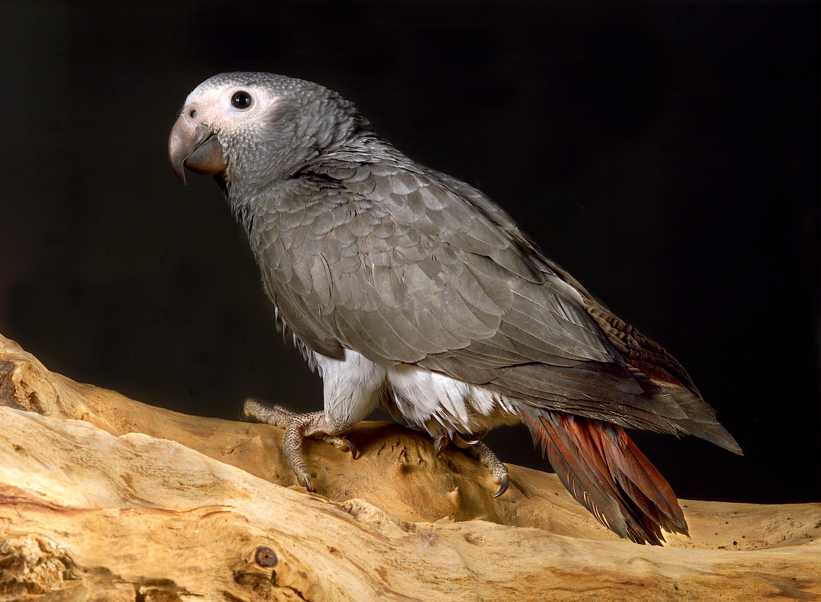 Estos son los diez animales más inteligentes del planeta