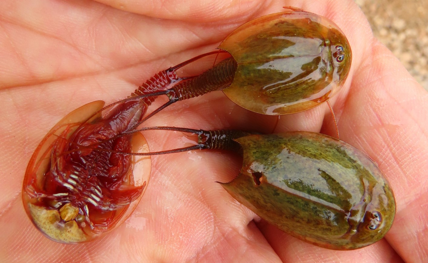 El 'Parque Triásico' de Alicante: en una charca habita el animal vivo ...