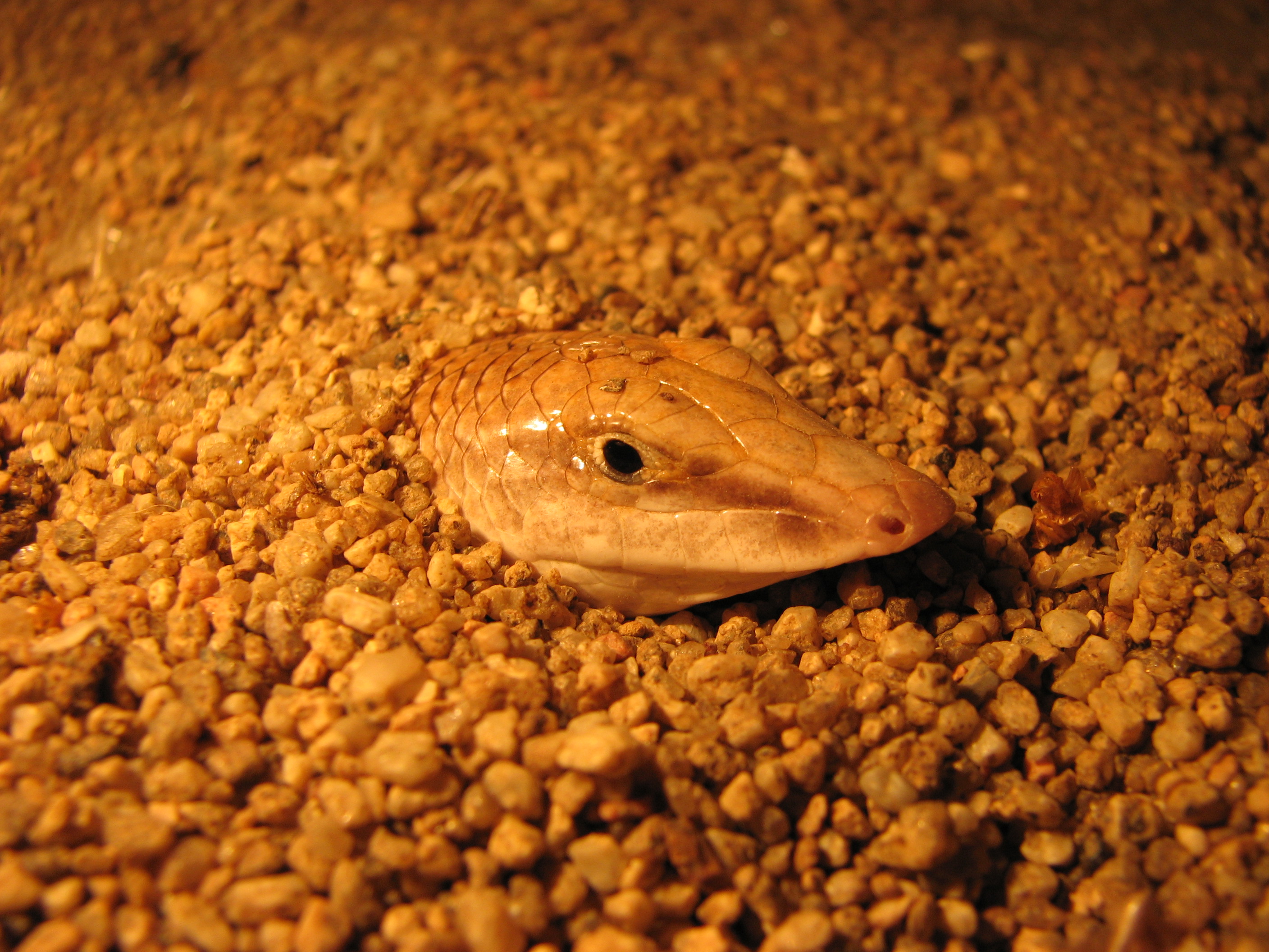 Así es el pez de arena, el animal que habita en el desierto y 'bucea ...