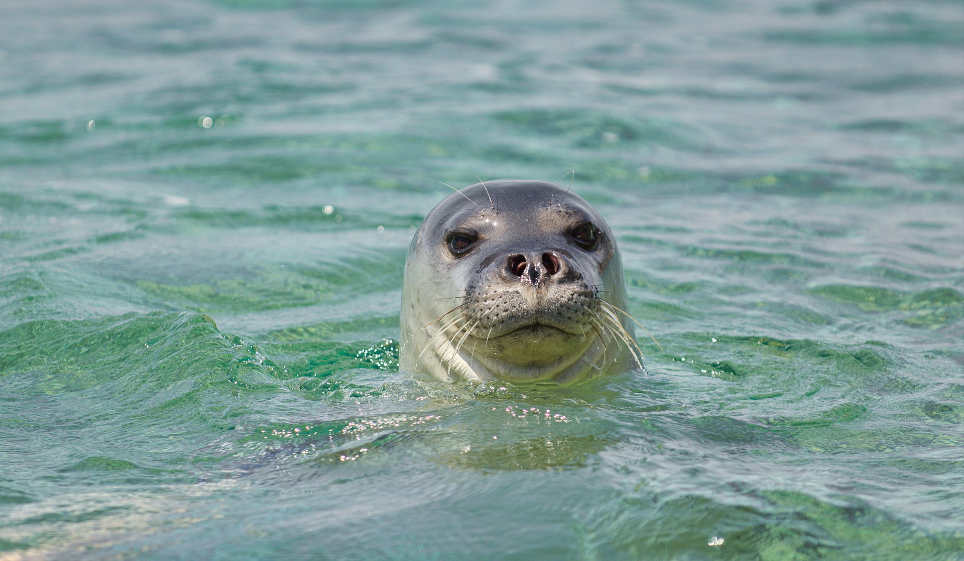 Así es la foca monje, la especie en peligro de extinción que ya se ...