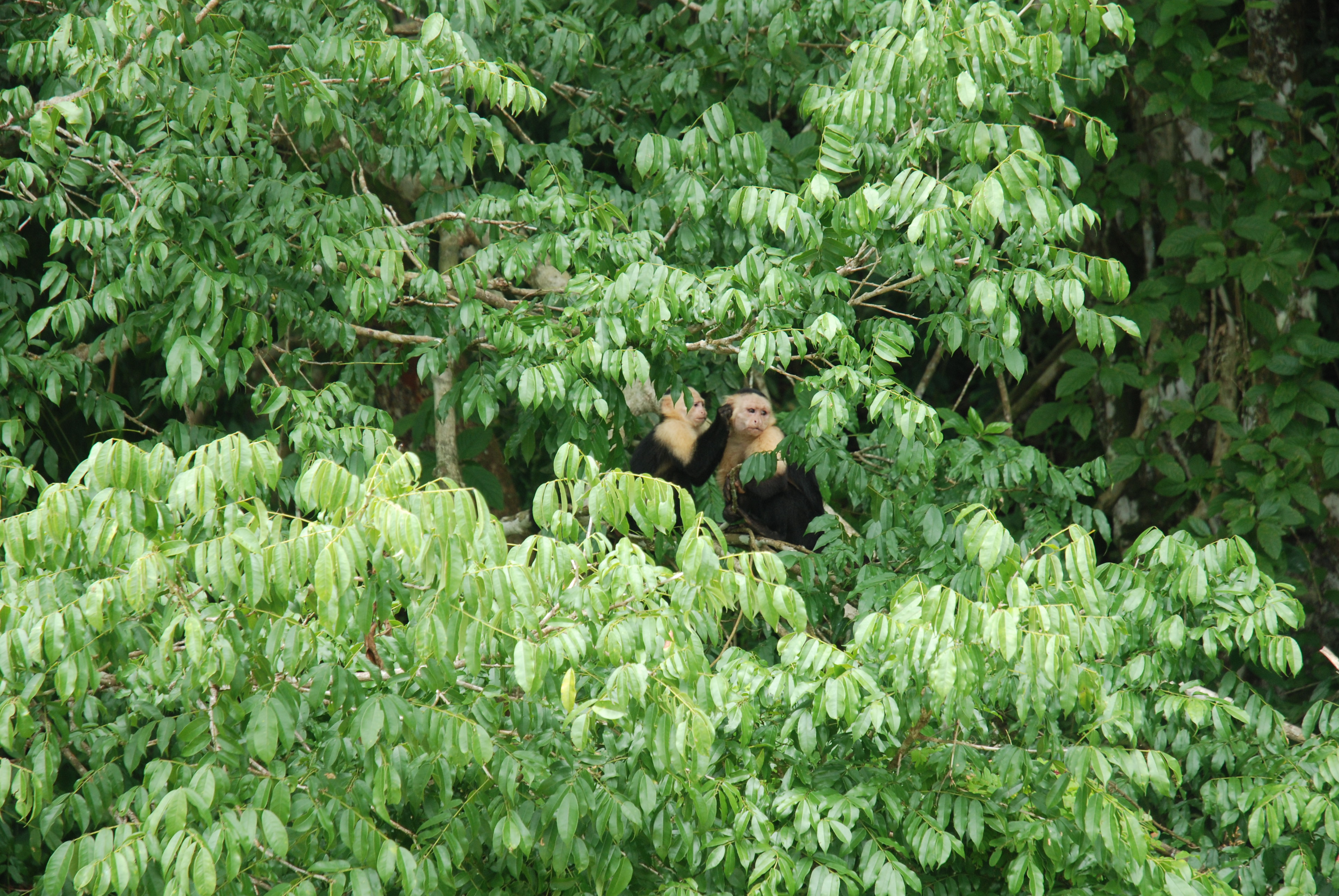 Hacia las selvas del Darién, tras los pasos de Balboa