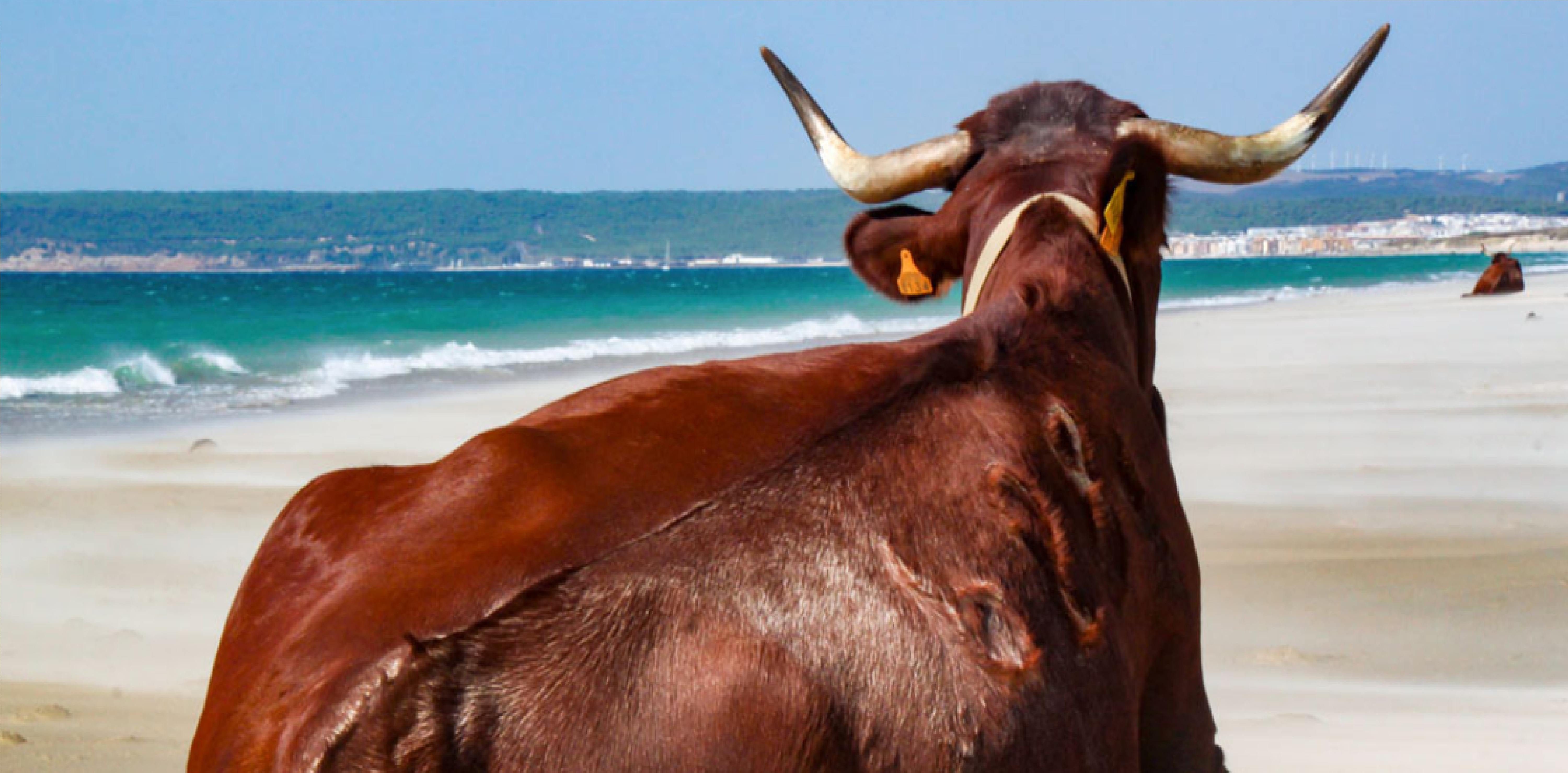 Vacas a pie de playa: por qué es tan apreciada la carne de retinto de Cádiz
